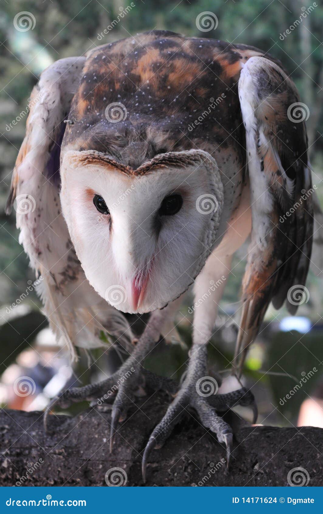 Masked owl stock photo. Image of birds, face, strigidae - 14171624