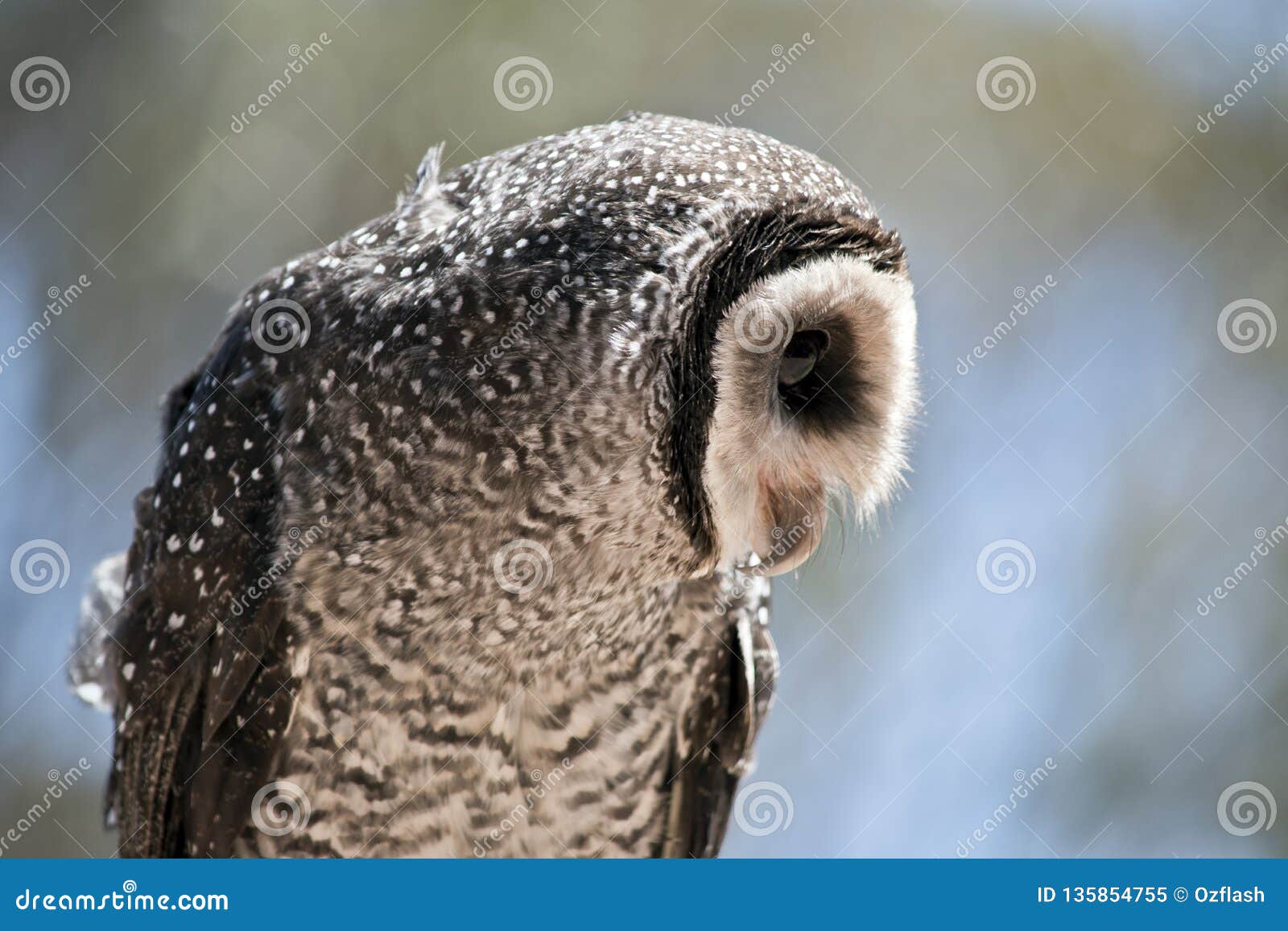 A masked owl stock image. Image of nocturnal, white - 135854755