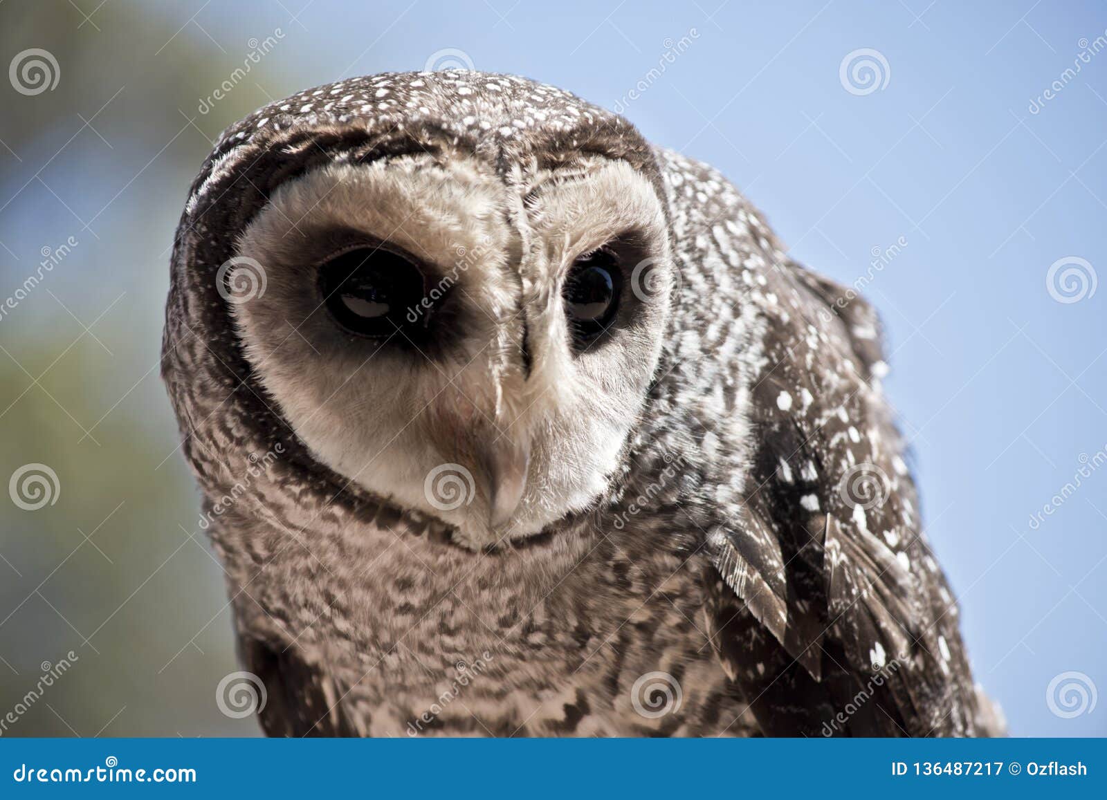 A masked owl stock image. Image of feathers, white, sooty - 136487217