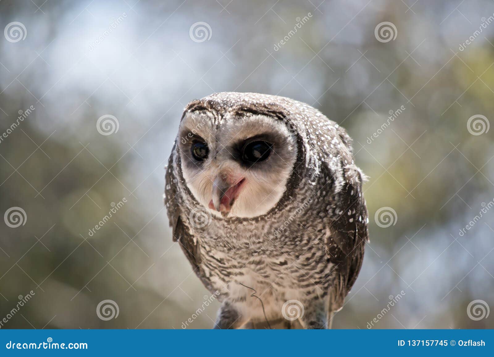 A masked owl stock image. Image of hoot, feathers, bird - 137157745