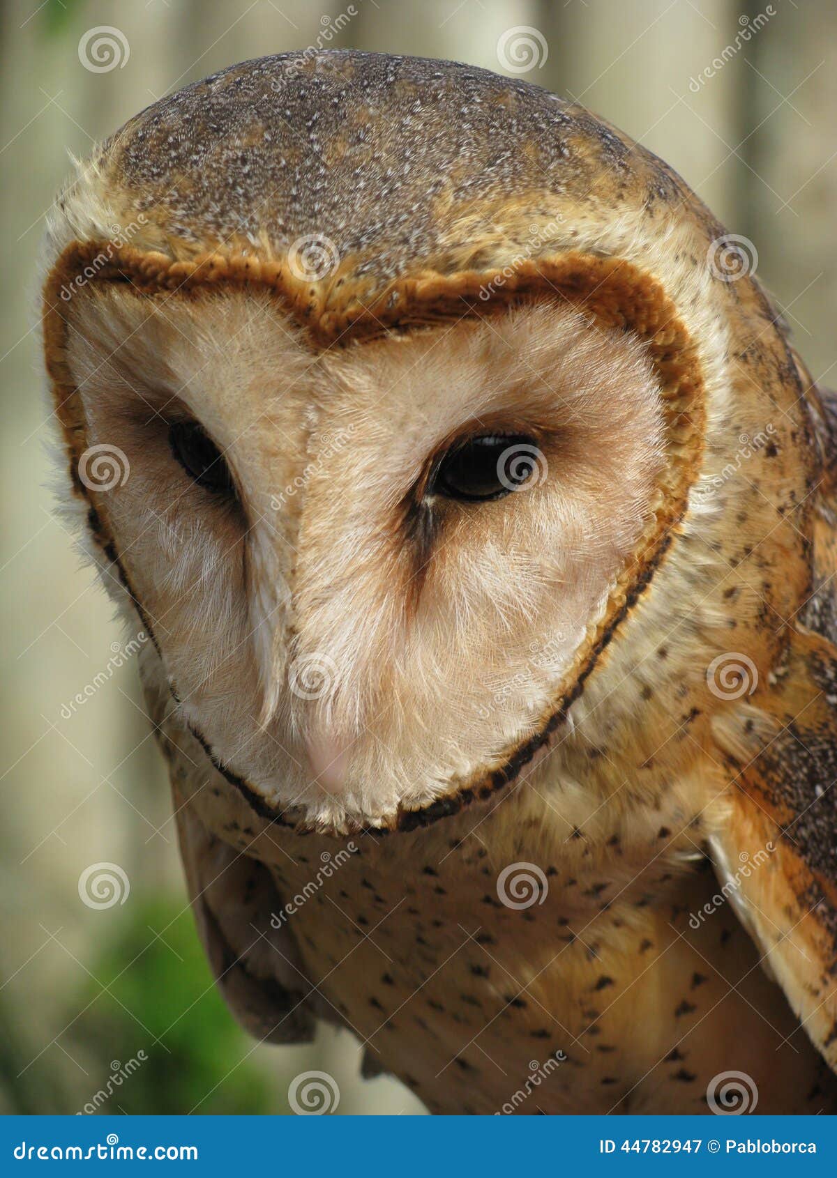 MASKED OWL stock image. Image of american, face, bird - 44782947