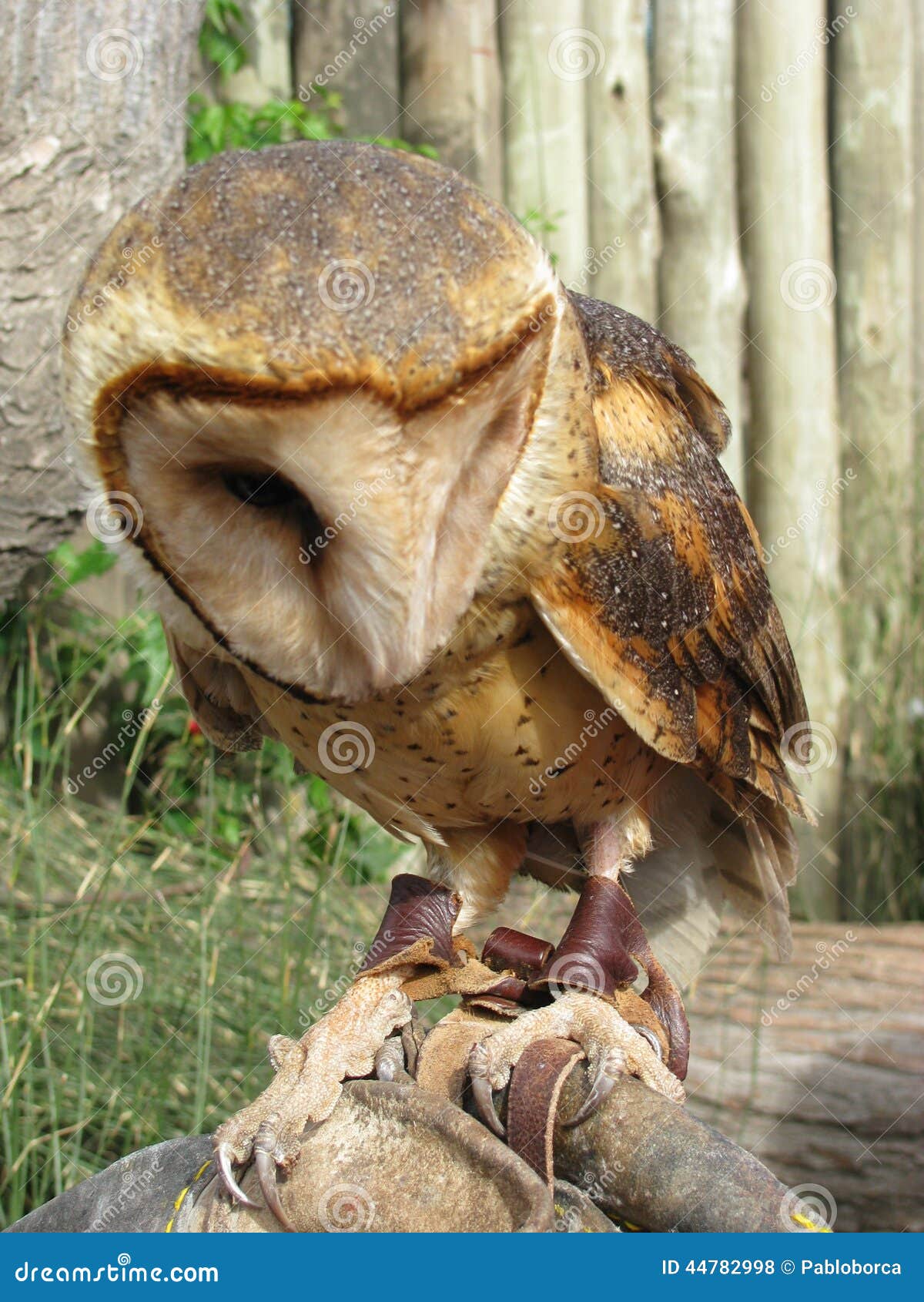 MASKED OWL stock photo. Image of fauna, view, wisdom - 44782998