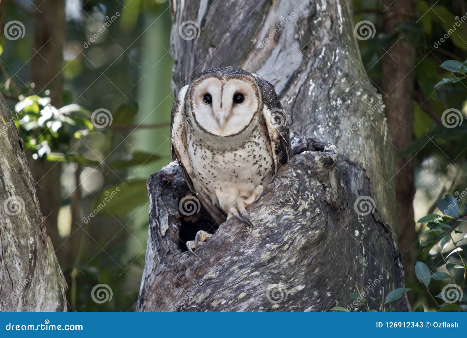 Masked owl in tree stock image. Image of australia, pink - 126912343