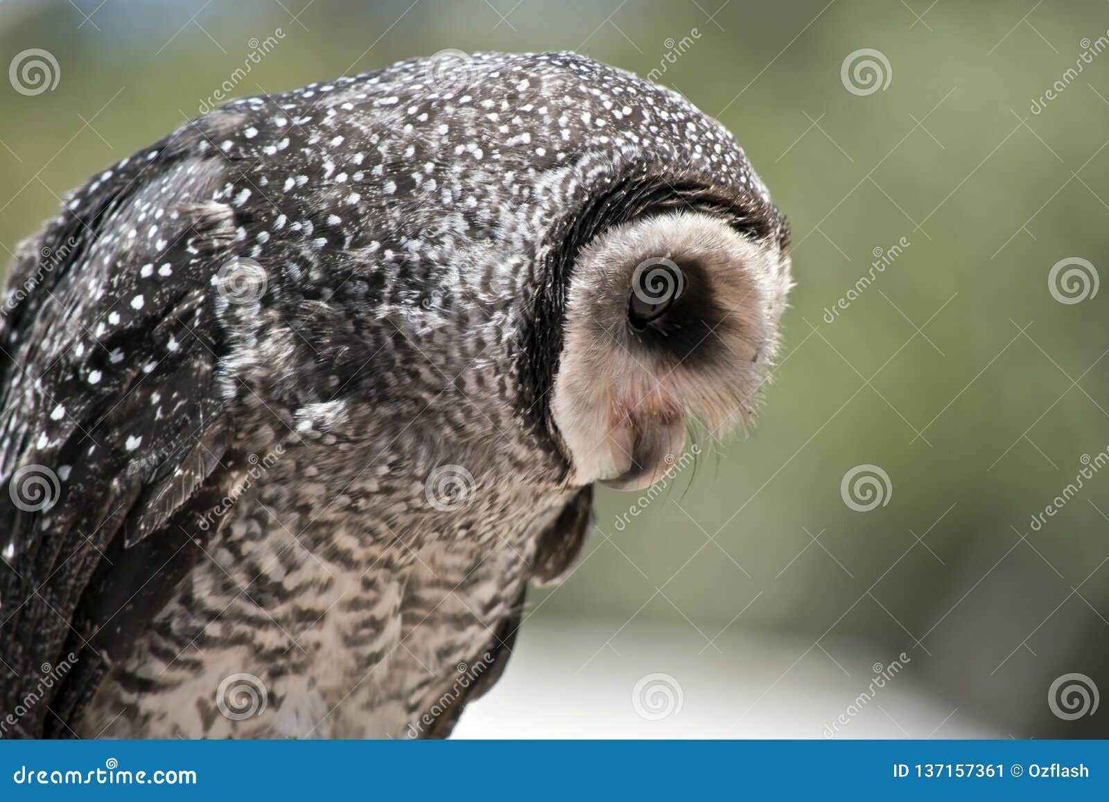 A masked owl stock image. Image of pink, lesser, feathers - 137157361