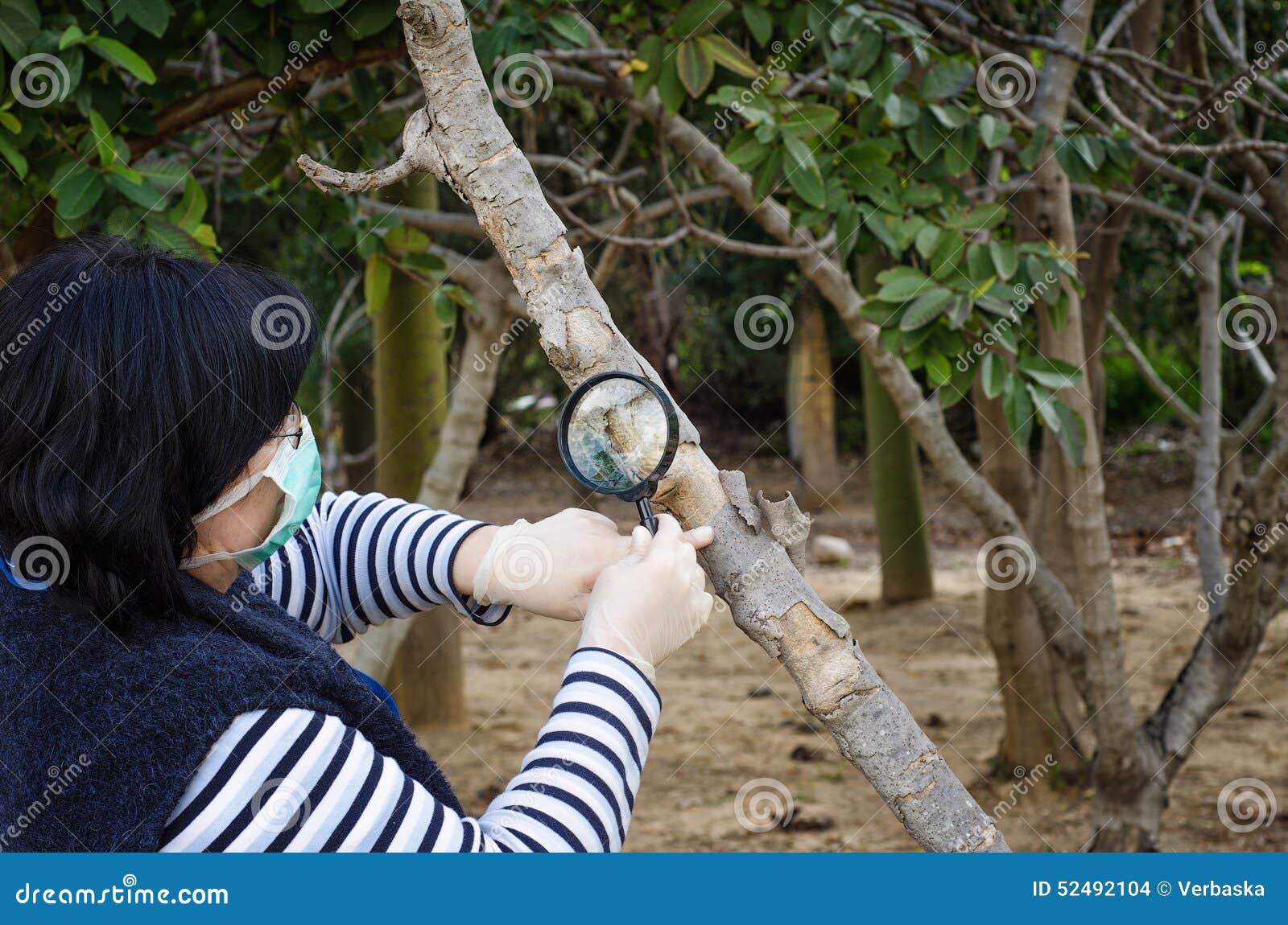 Masked Phytologist Checking Trunk of Fig Tree Stock Photo - Image of ...