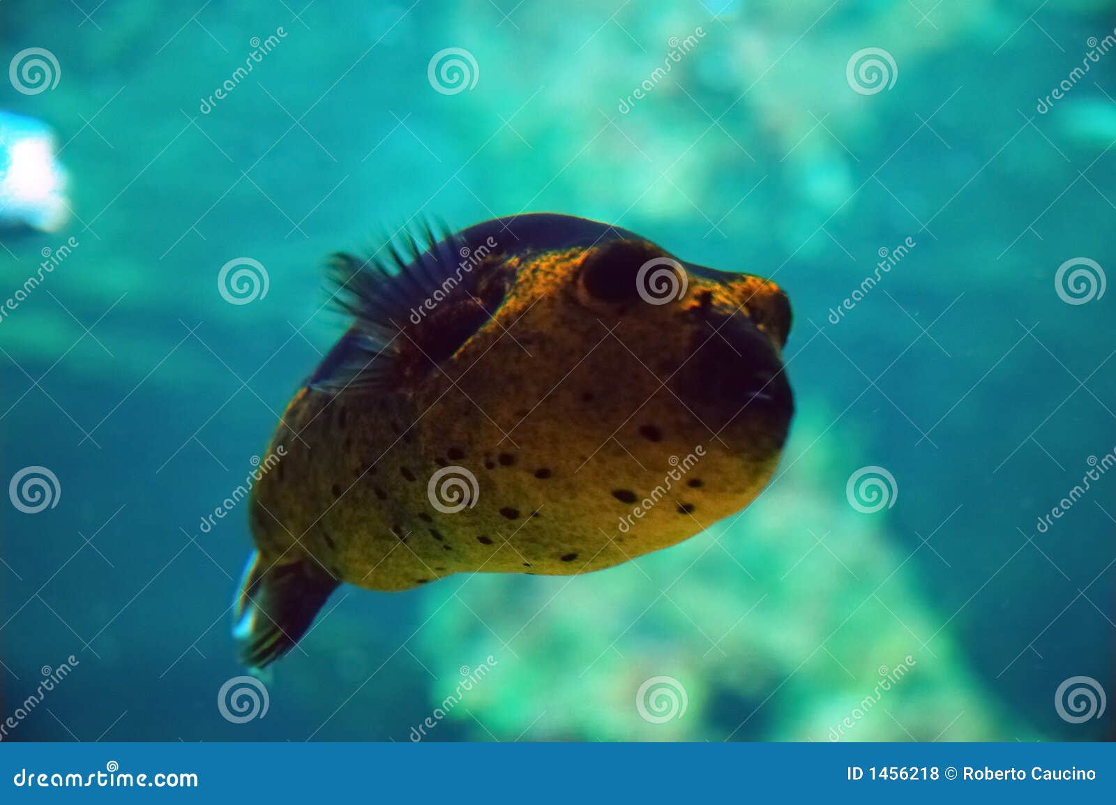 Masked Puffer stock photo. Image of mediterranean, marine - 1456218