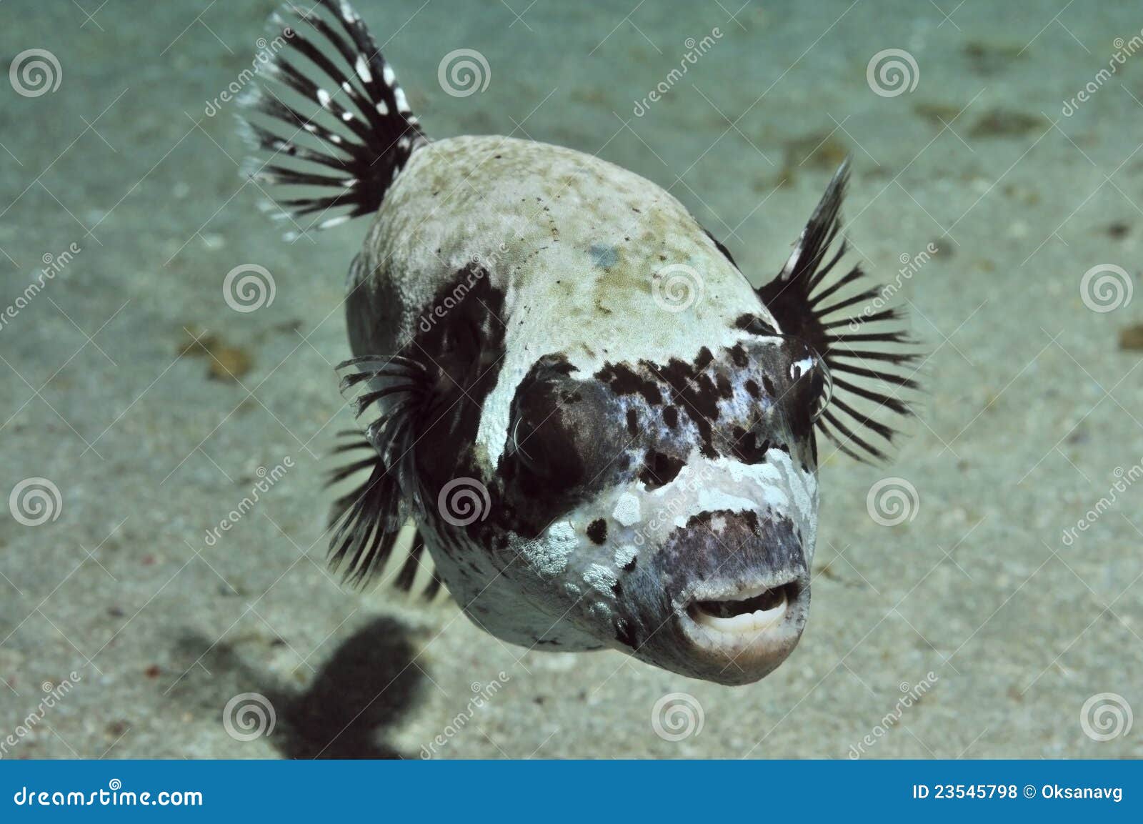 Masked puffer stock photo. Image of front, fish, expressive - 23545798