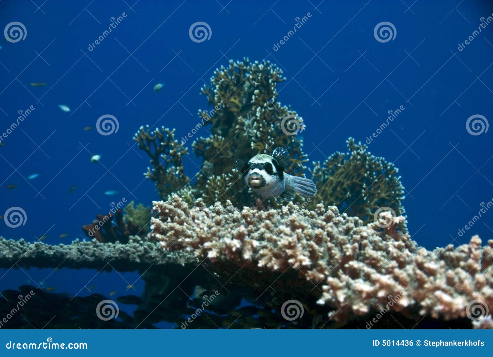 Masked Puffer (arothron Diadematus) Stock Photo - Image of masked ...