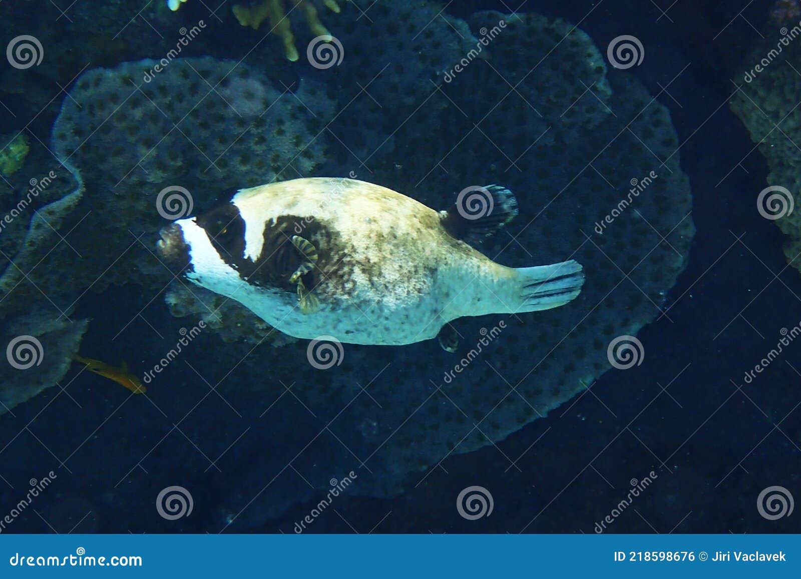 The Masked Puffer, Arothron Diadematus Fish Stock Photo - Image of ...