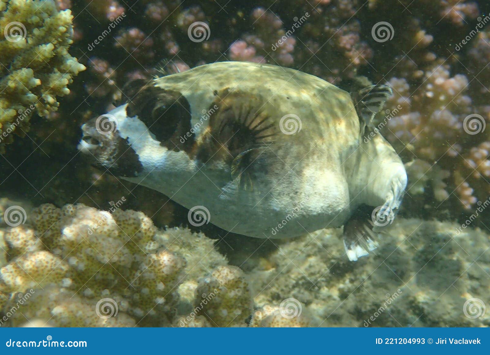 The Masked Puffer, Arothron Diadematus Fish Stock Image - Image of ...