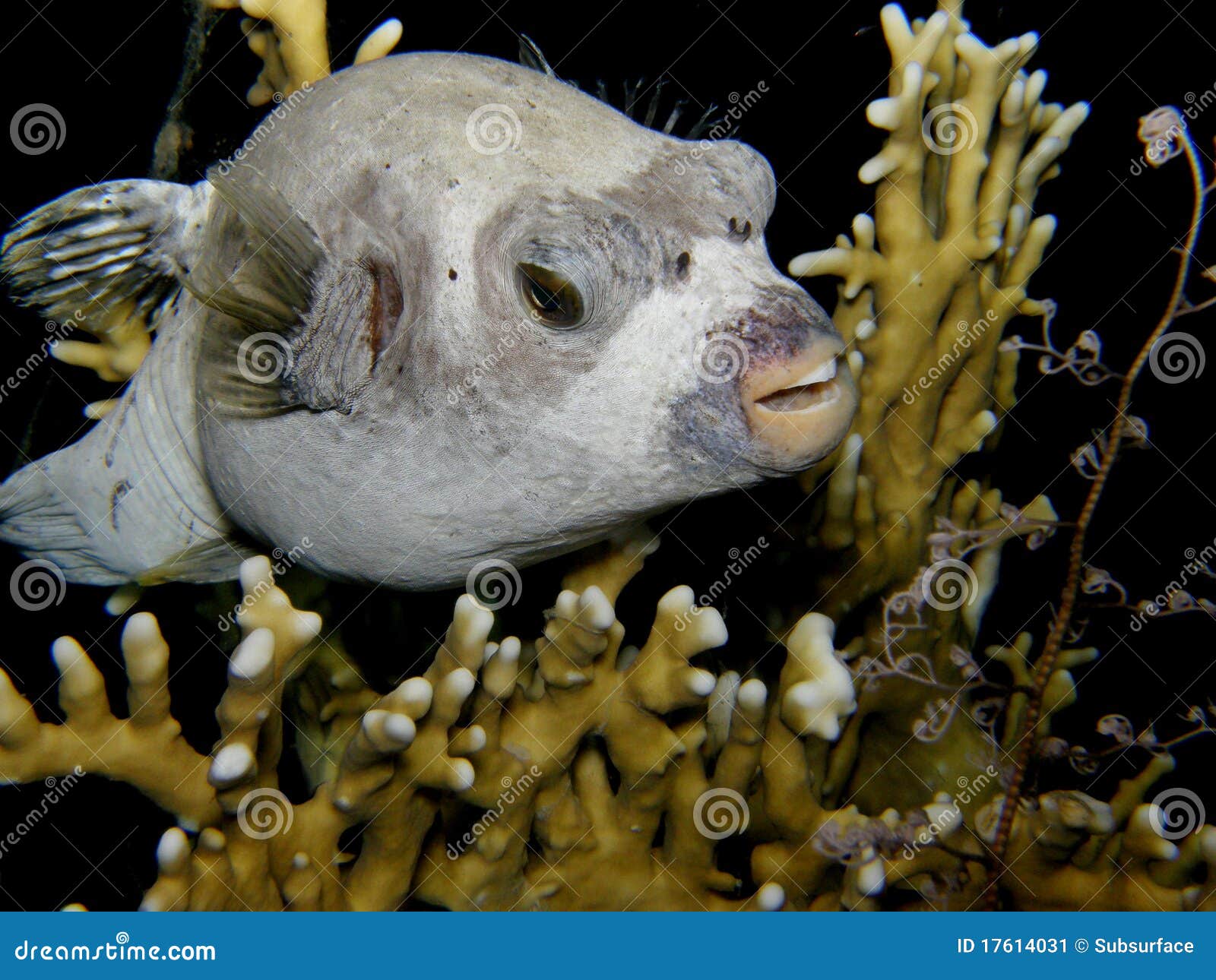 Masked Pufferfish at Night - Red Sea Stock Image - Image of life ...