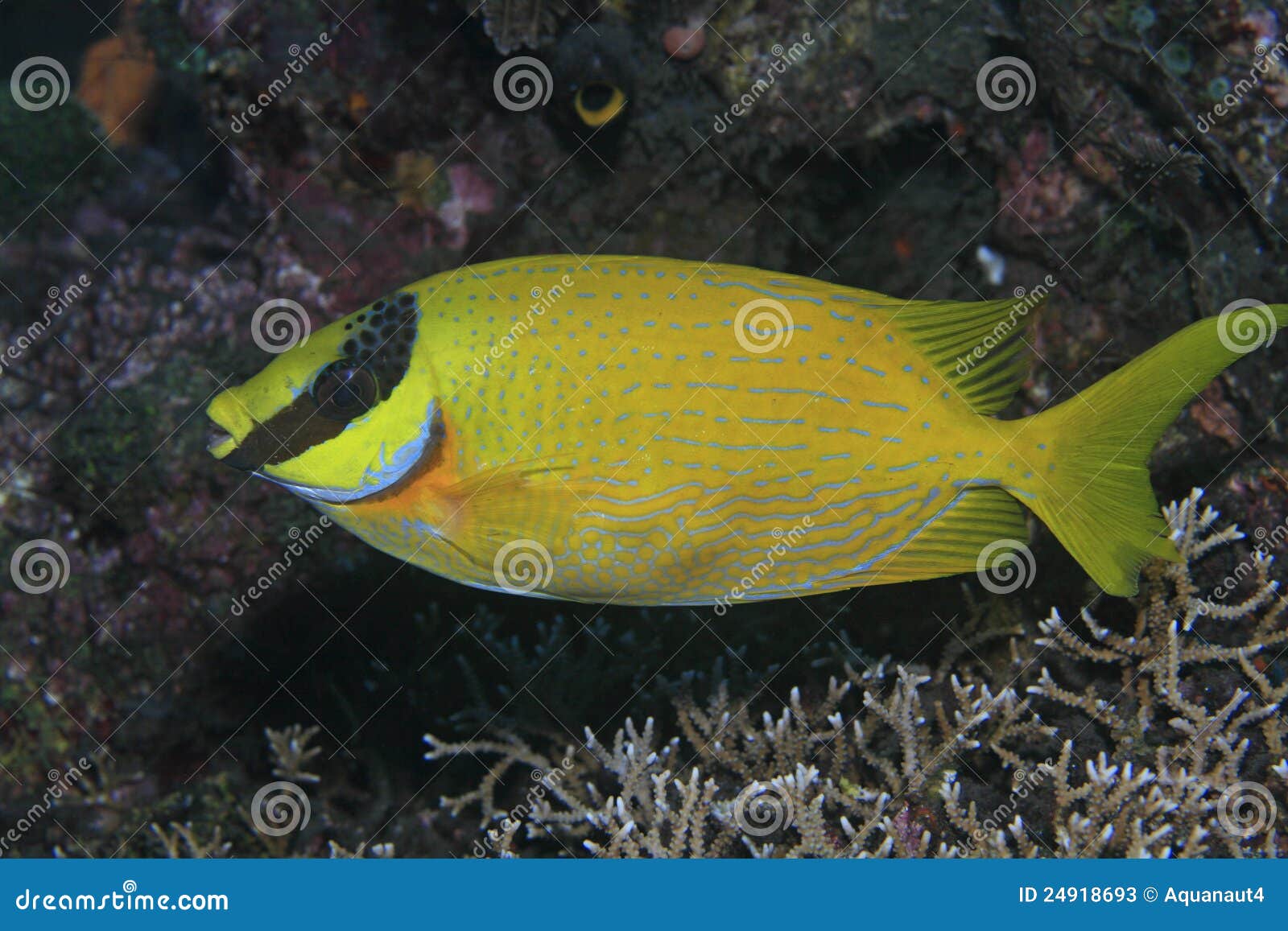 Masked rabbitfish stock image. Image of fishes, beautiful - 24918693