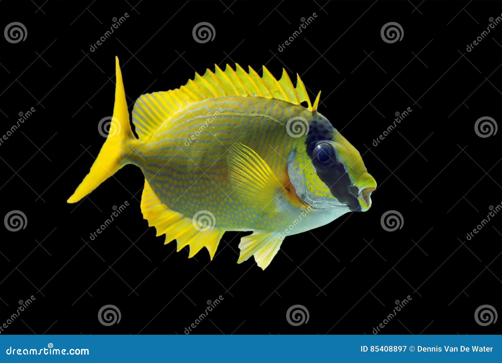 The Masked Spinefoot on Black Stock Image - Image of striped ...
