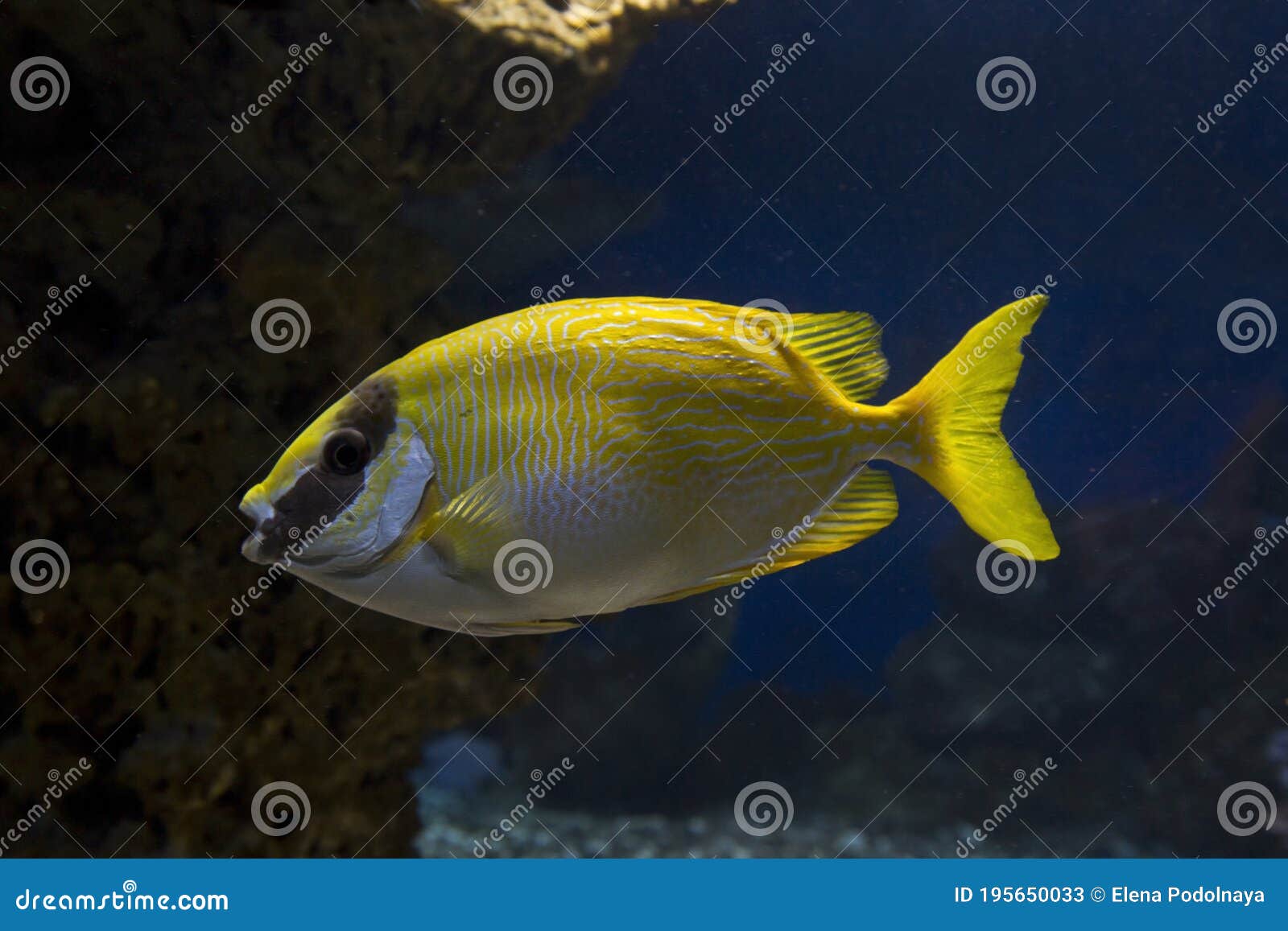 The Masked Spinefoot Siganus Puellus. Stock Image - Image of undersea ...