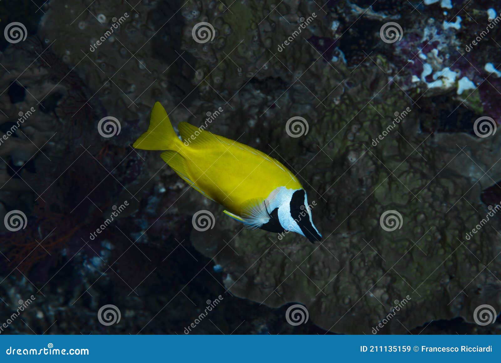 Masked Spinefoot Siganus Puellus Stock Image - Image of tropical, ocean ...