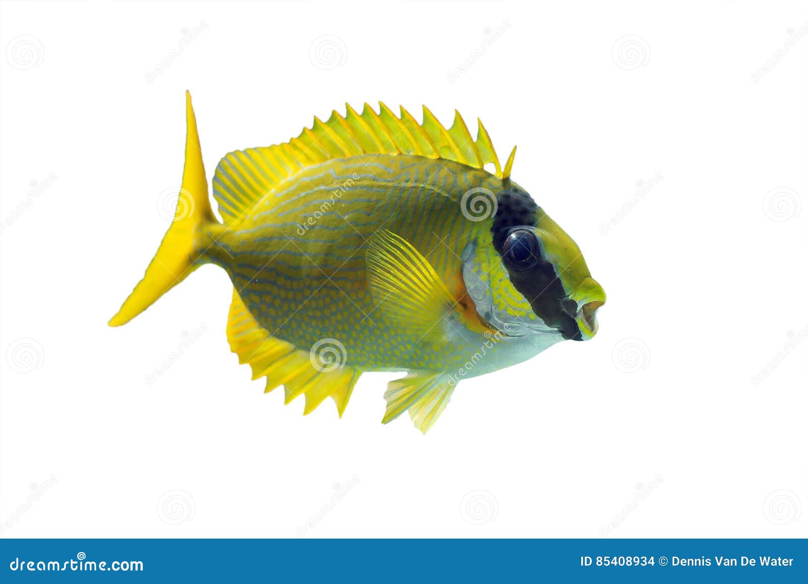 The Masked Spinefoot on White Stock Photo - Image of marine, aquatic ...