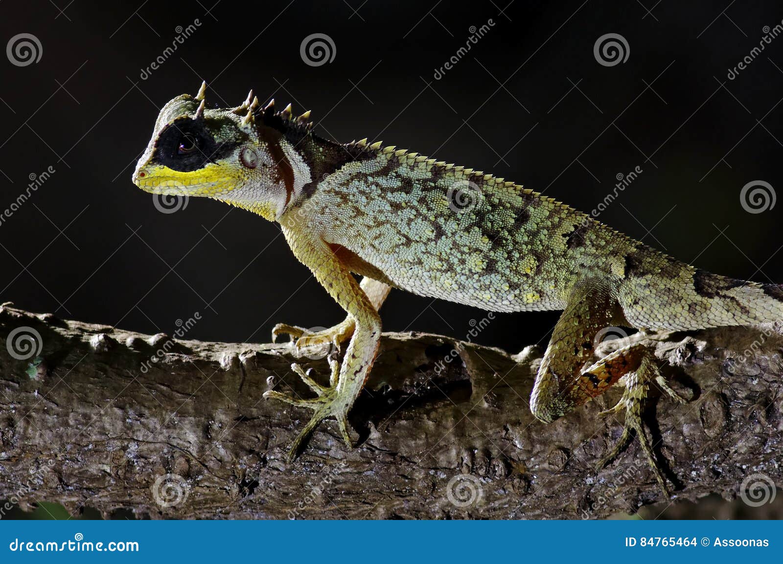 Masked Spiny Lizard Acanthosaura Crucigera Close Up Stock Photo - Image ...