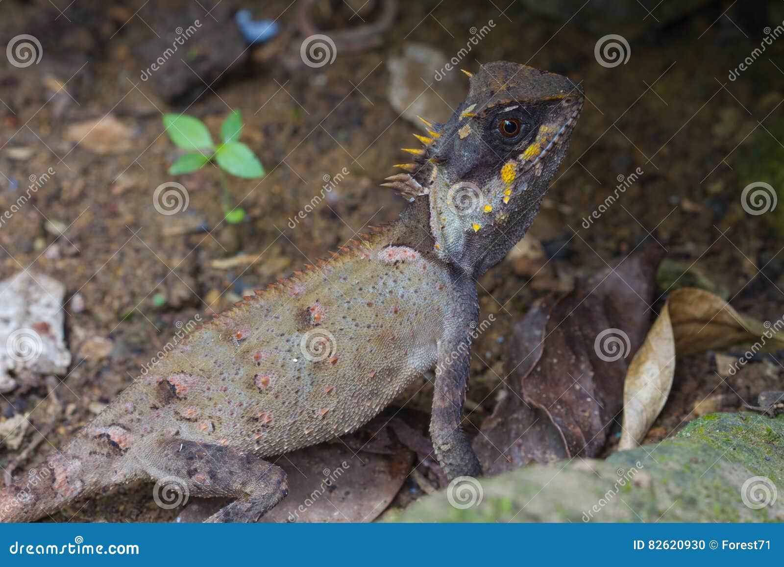 Masked Spiny Lizard Closeup Stock Photo - Image of tropical, crucigera ...