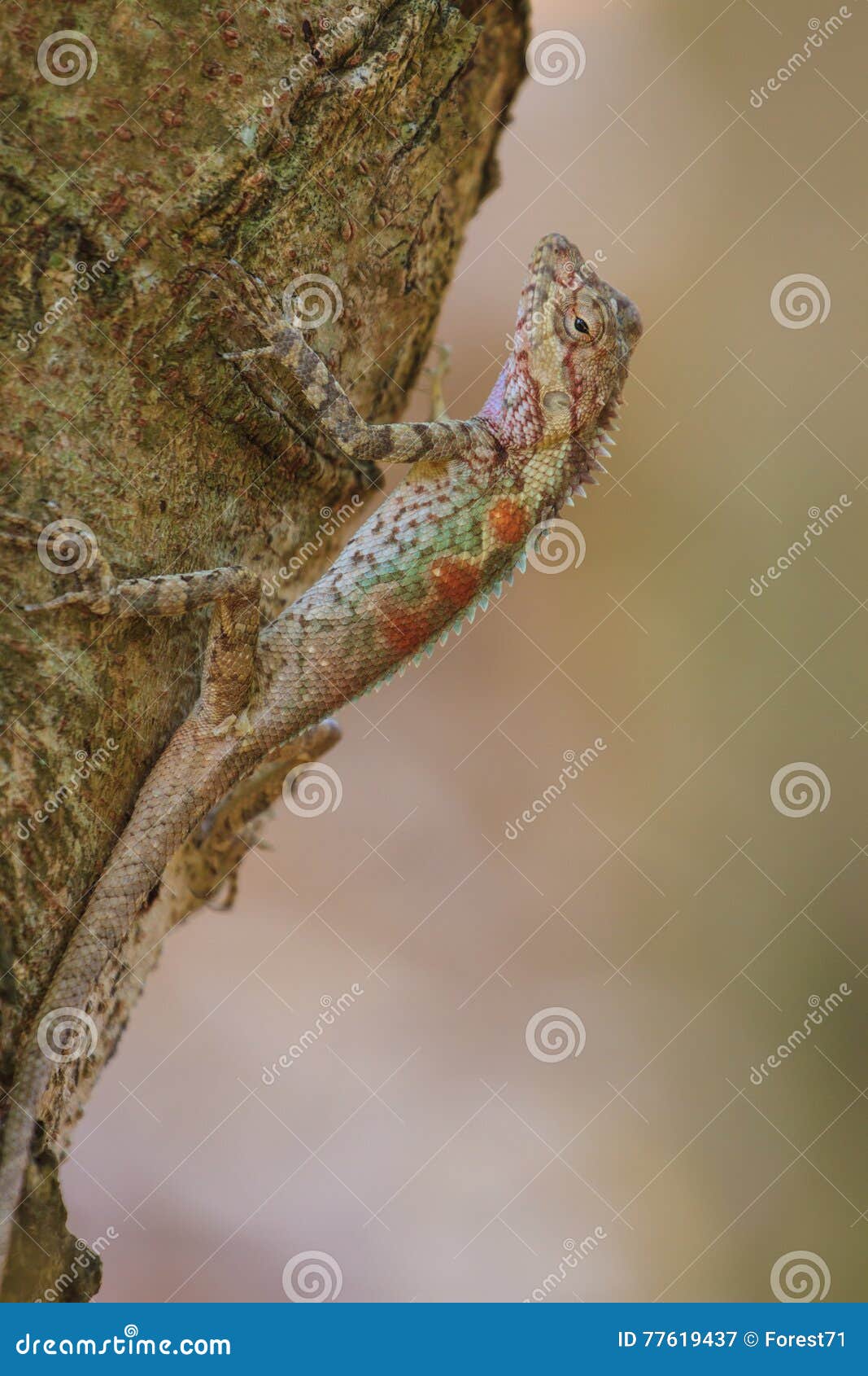 Masked Spiny Lizard on Tree Stock Image - Image of vertebrate, tropical ...