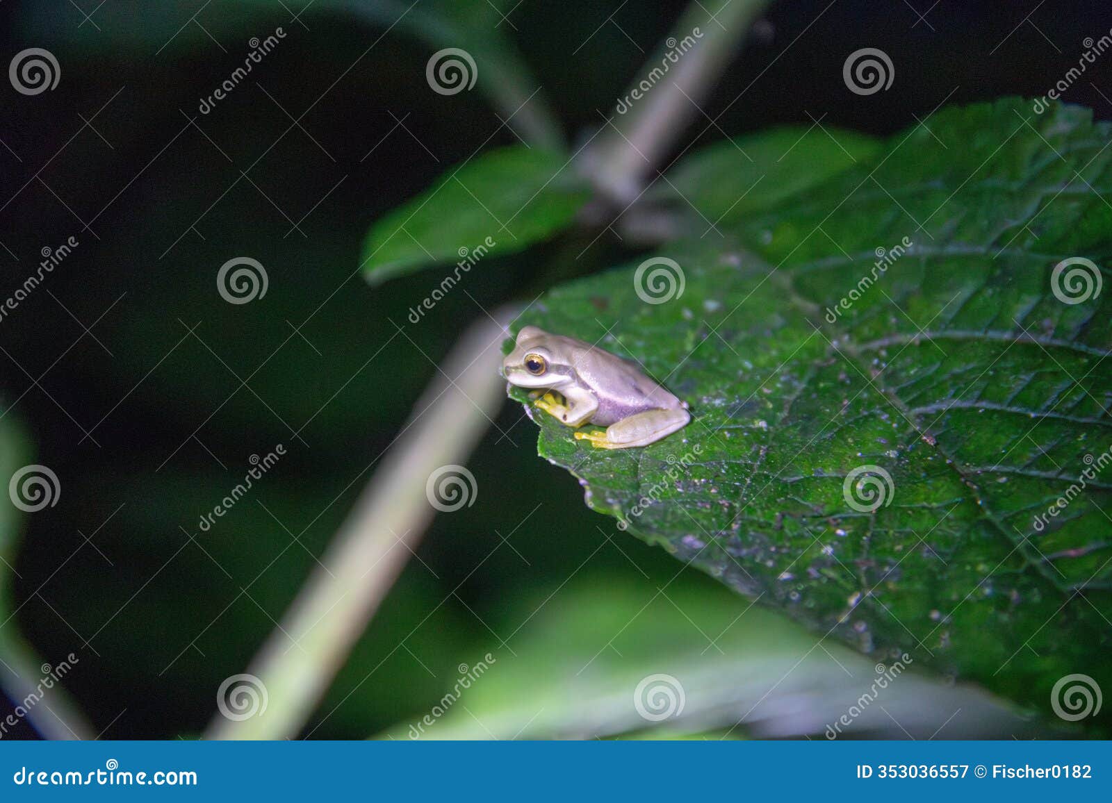 A Masked Tree Frog Costa Rica Stock Image - Image of phaeota ...