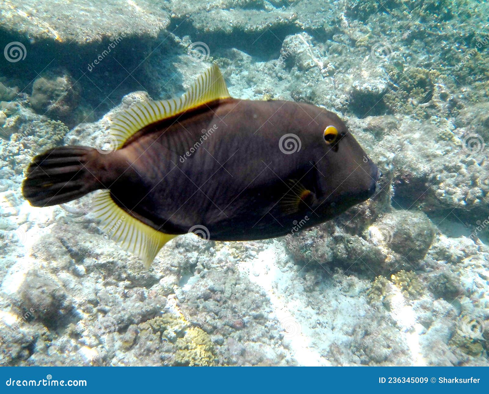 Masked Triggerfish in Indian Ocean in Closeup View Stock Image - Image ...