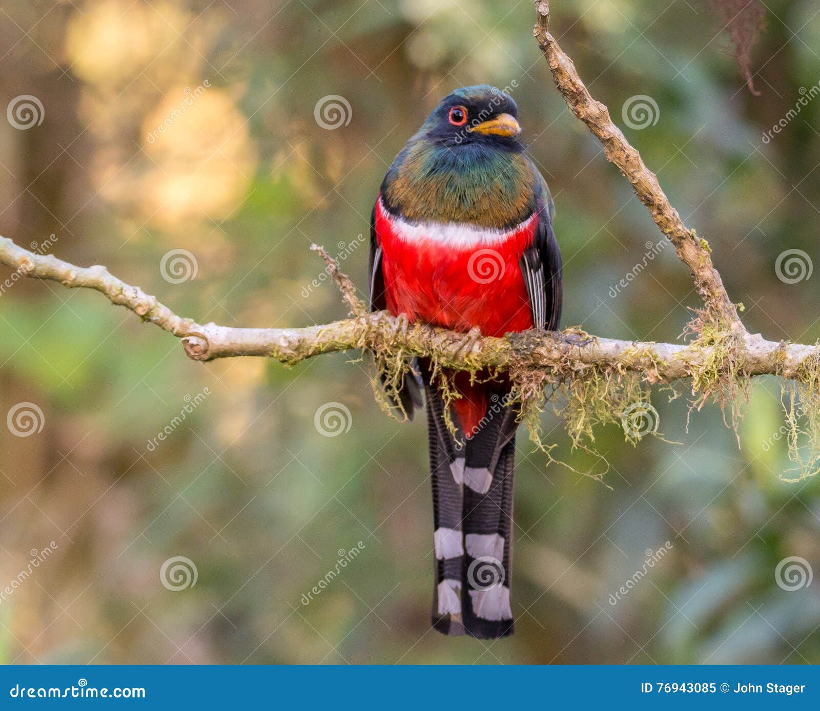 Masked Trogan stock image. Image of bird, beauty, sunset - 76943085
