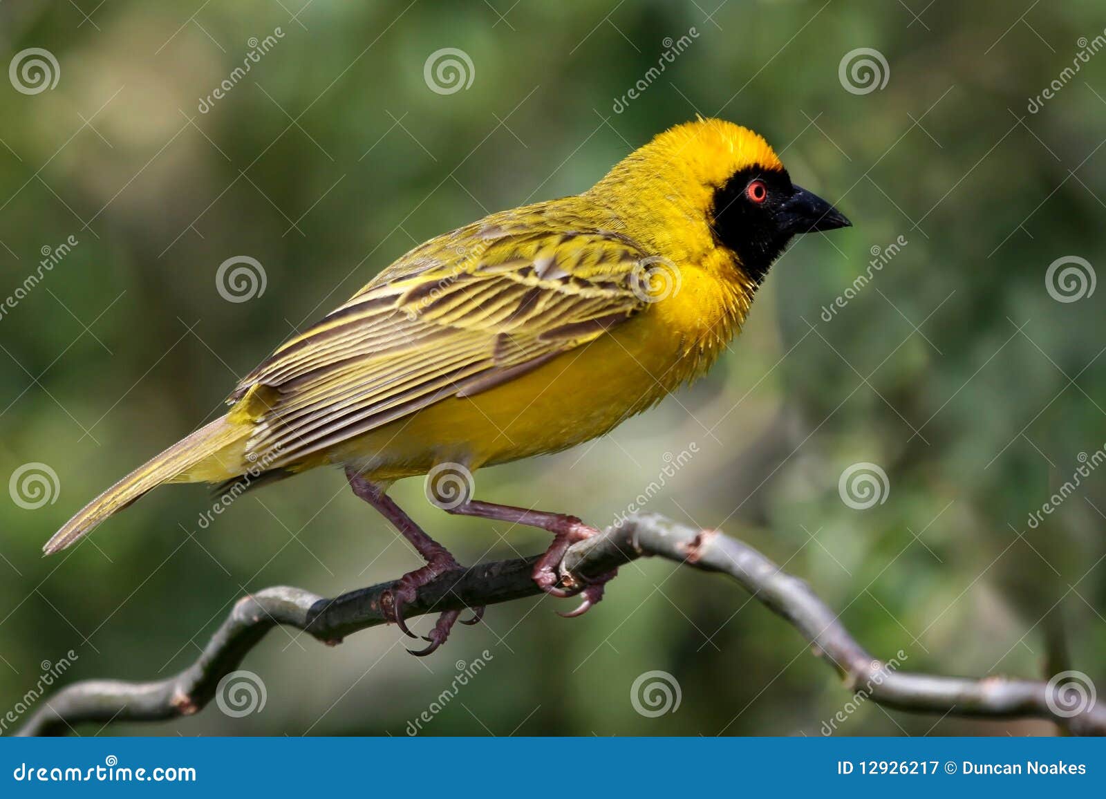 Masked Weaver Bird stock image. Image of unspoiled, animal - 12926217