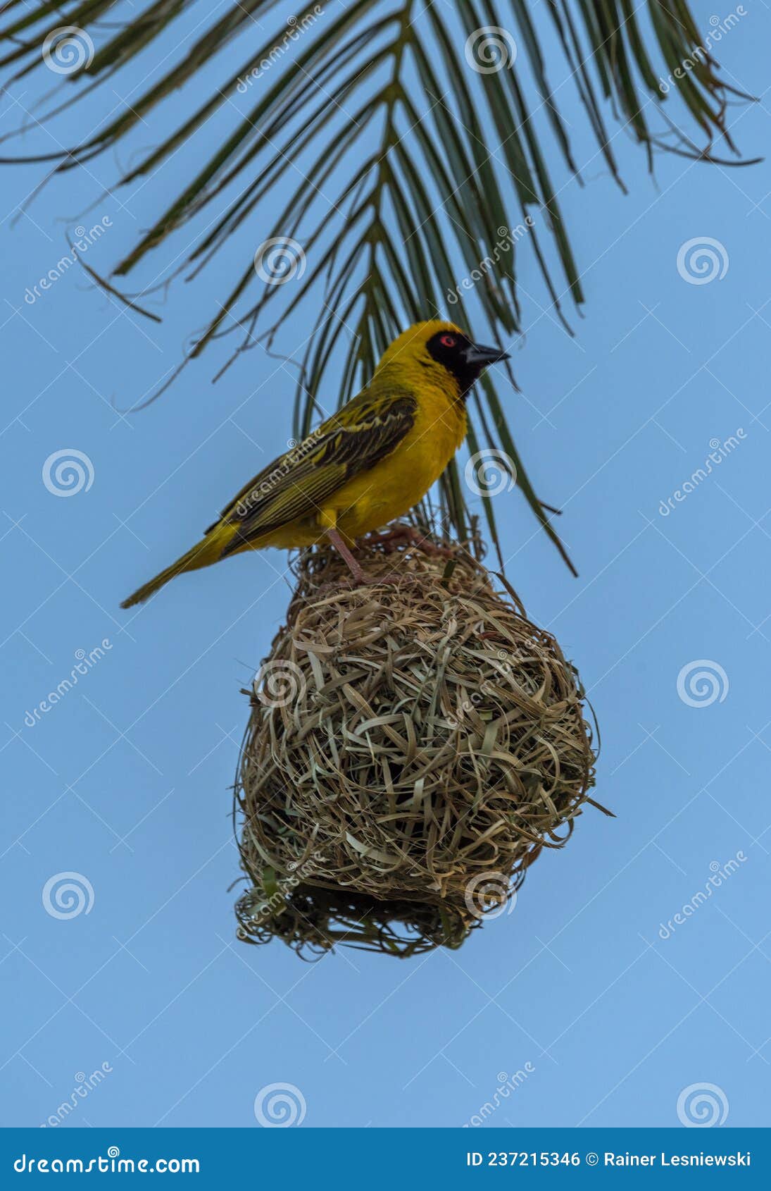 Masked Weaver Bird Building a Nest Stock Photo - Image of majestic ...