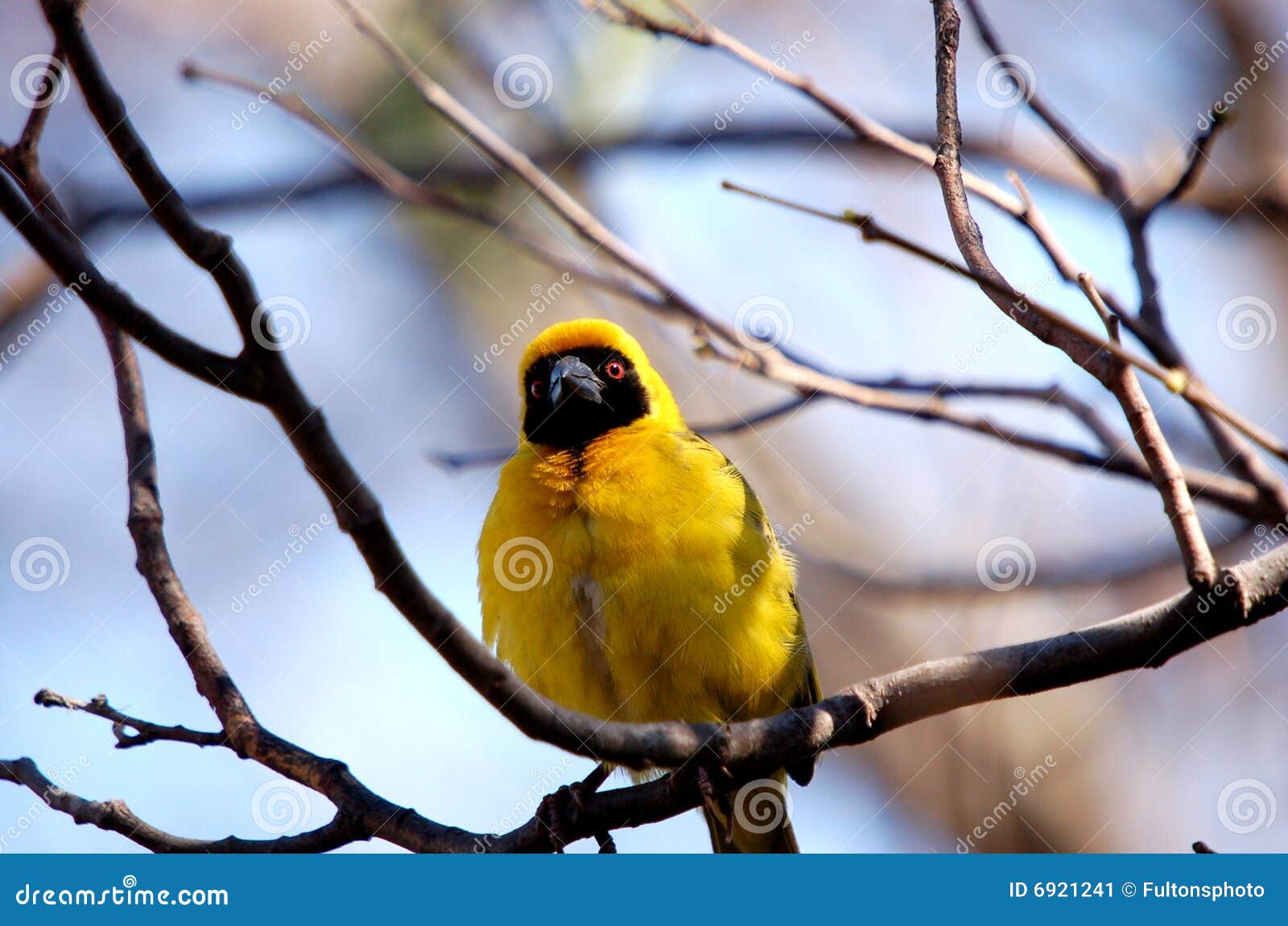 Masked Weaver in a tree stock image. Image of hang, eyes - 6921241