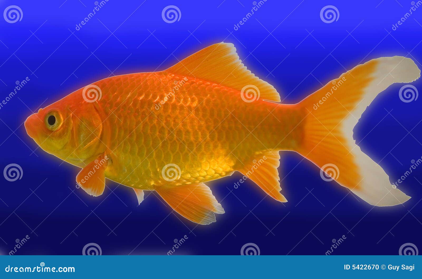 Maskerad guldfisk arkivfoto. Bild av fenor, fena, blankt - 5422670