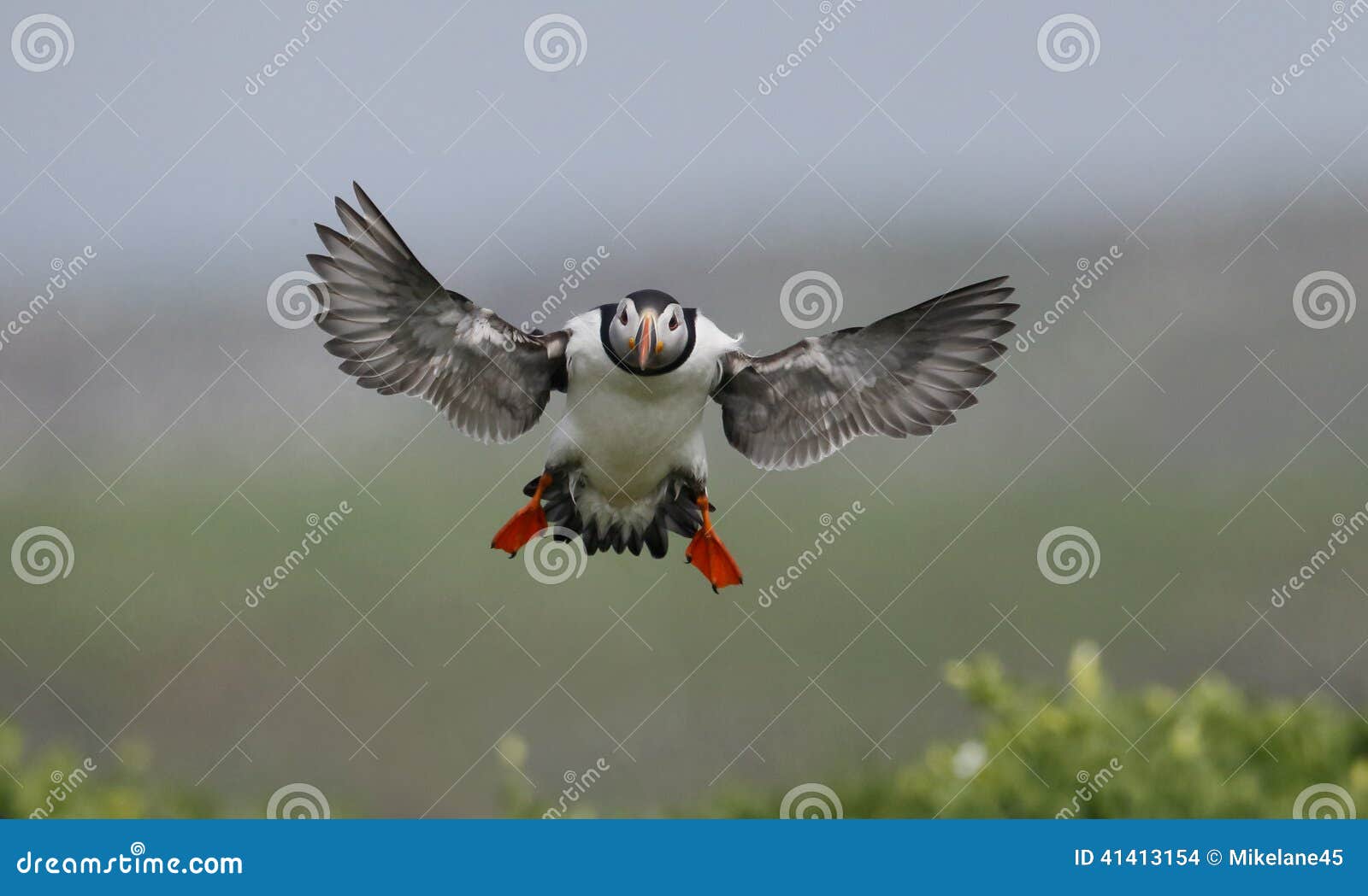 Maskonur, Fratercula Arctica Zdjęcie Stock - Obraz złożonej z przyroda ...