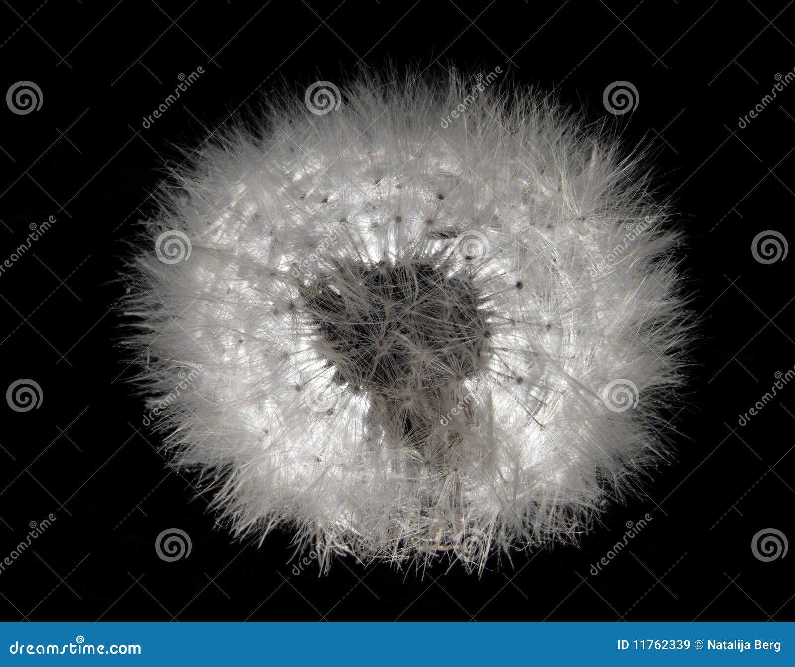 Maskros fotografering för bildbyråer. Bild av silhuett - 11762339