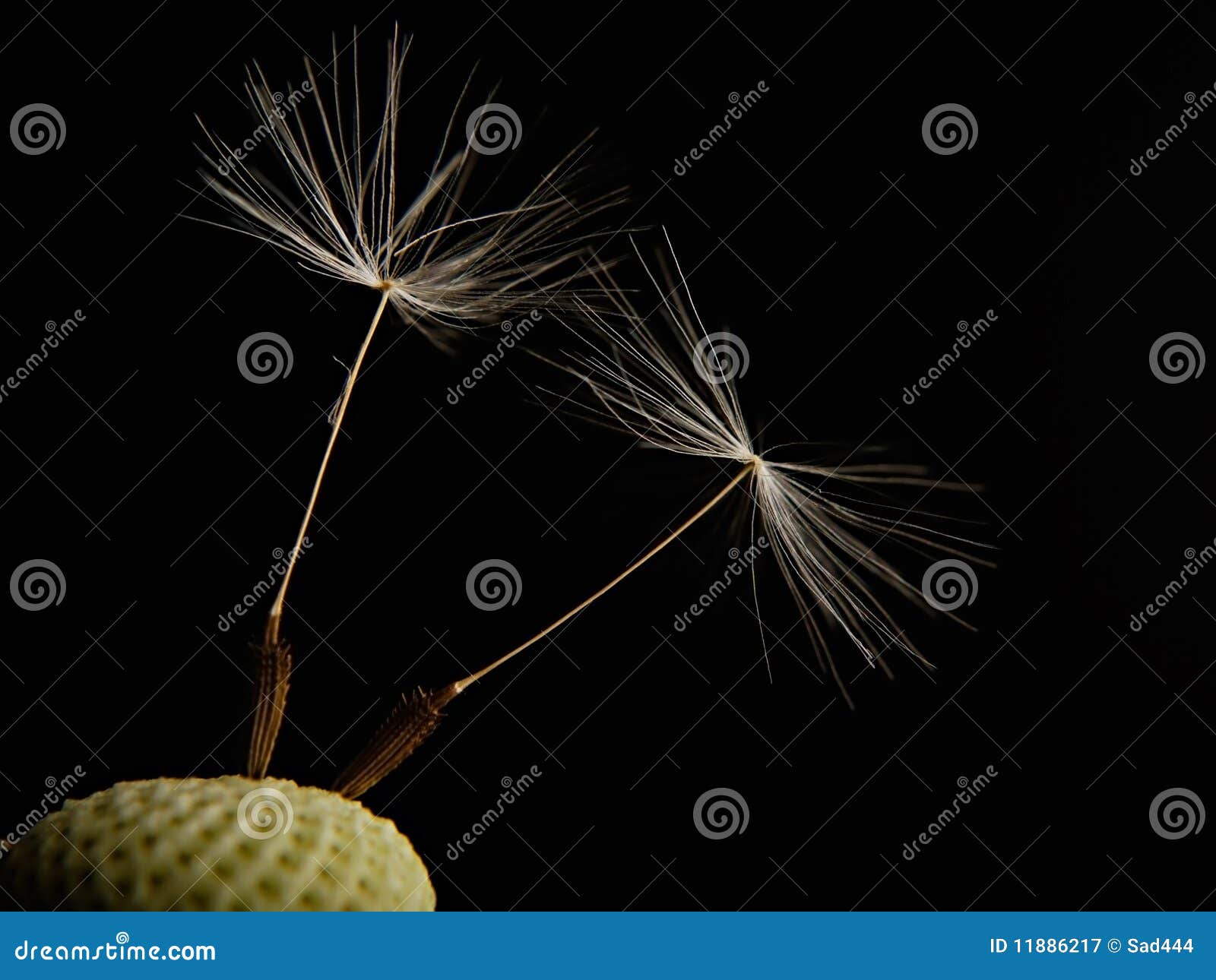 Maskros fotografering för bildbyråer. Bild av livstid - 11886217