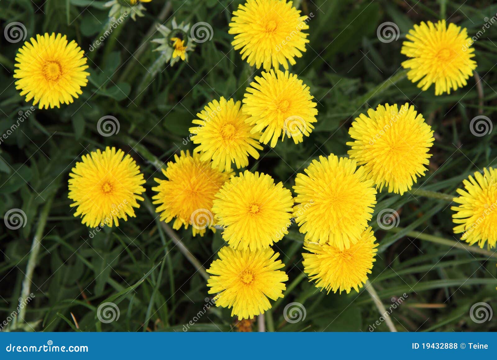 Maskros arkivfoto. Bild av läkarundersökning, ört, väx - 19432888