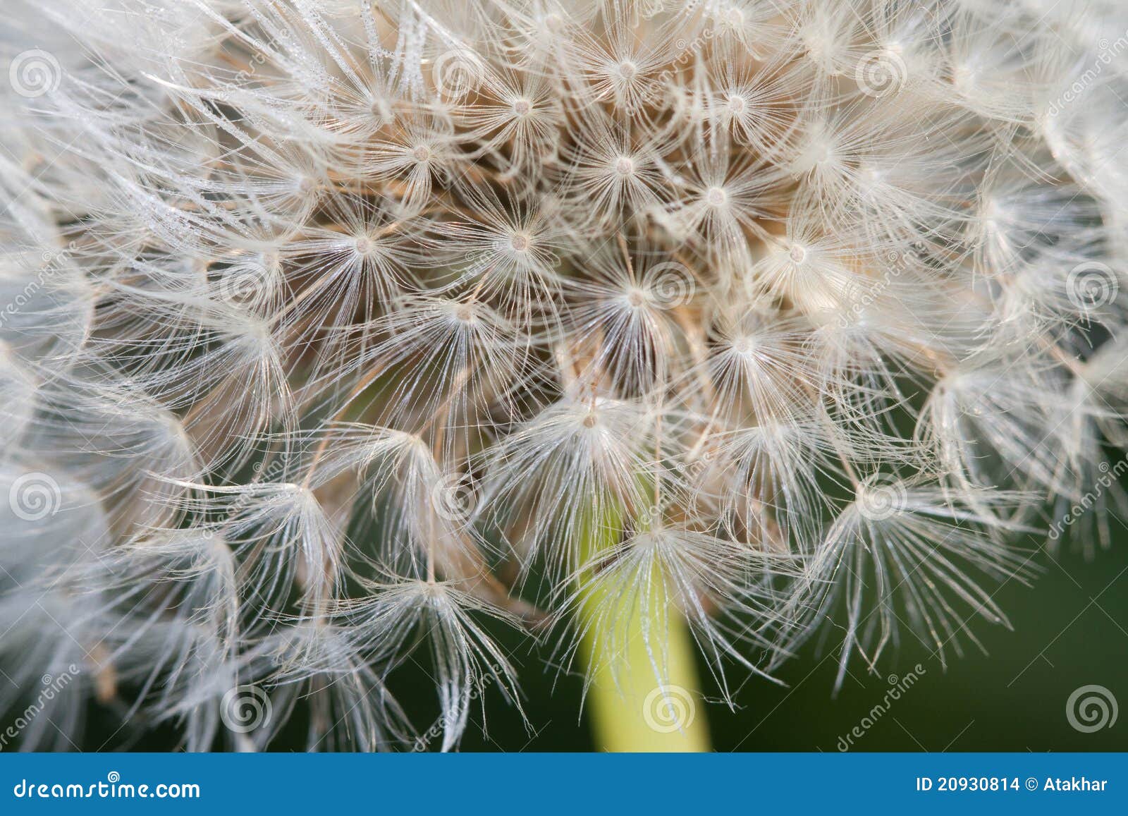 Maskros arkivfoto. Bild av bakgrund, lövverk, abstrakt - 20930814
