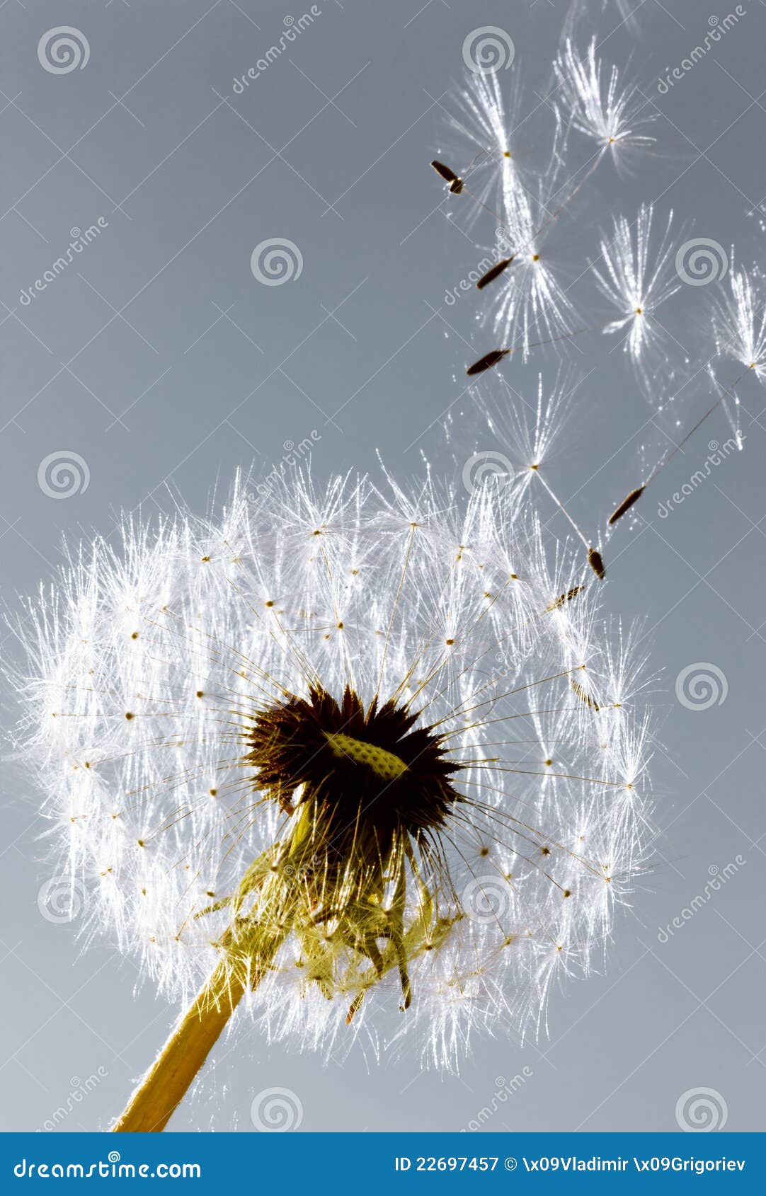 Maskros fotografering för bildbyråer. Bild av gräs, sommar - 22697457