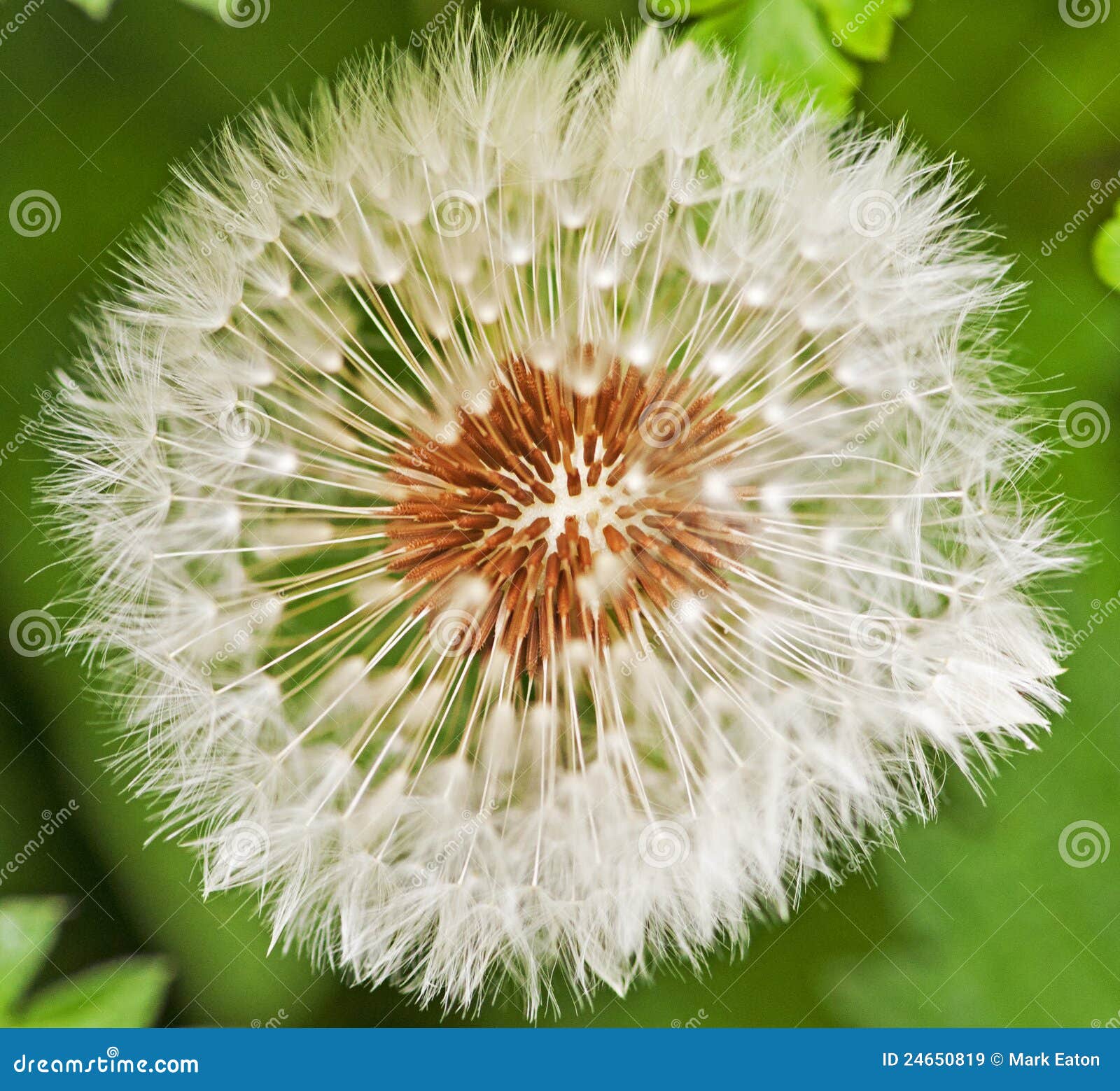 Maskros Bild. Bild: 24650819