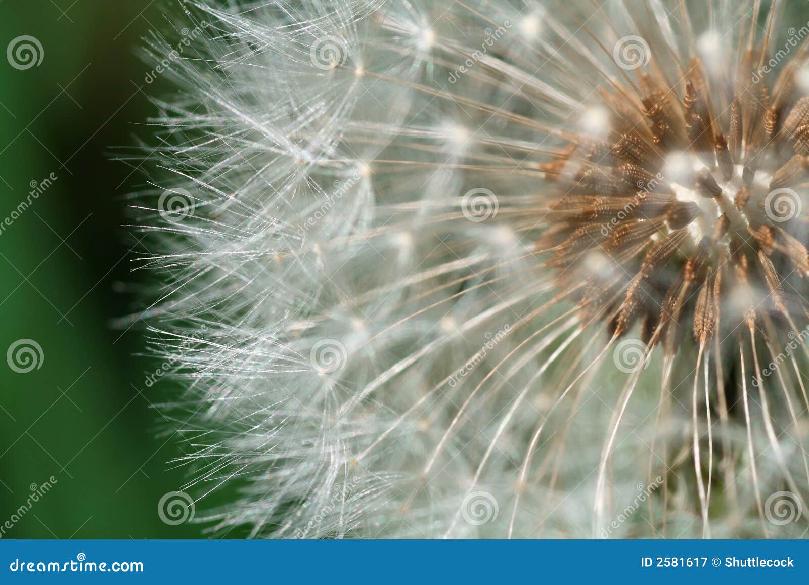 Maskros fotografering för bildbyråer. Bild av växt, flott - 2581617