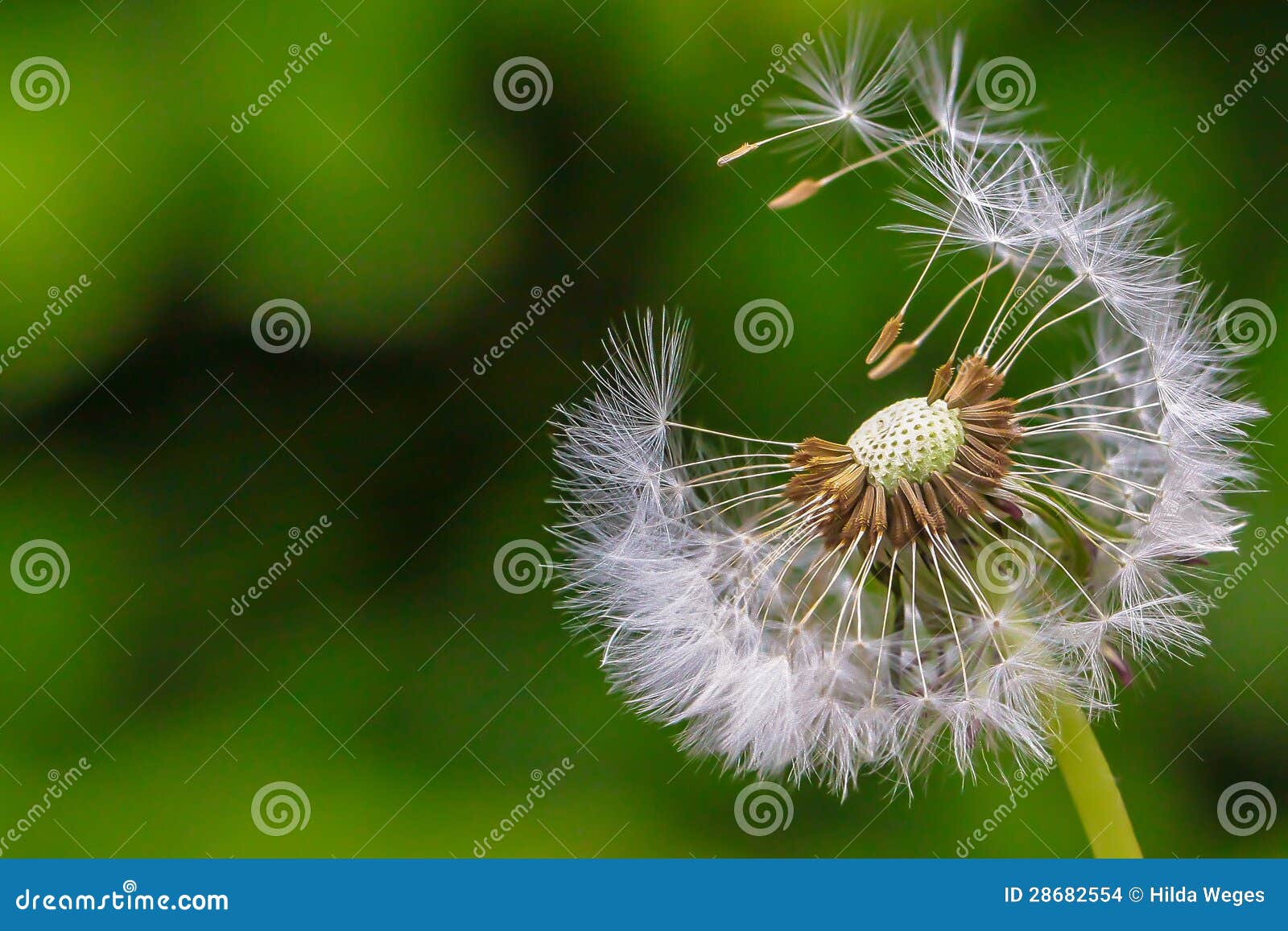 Maskros arkivfoto. Bild av bakgrund, sommar, fjäder, natur - 28682554