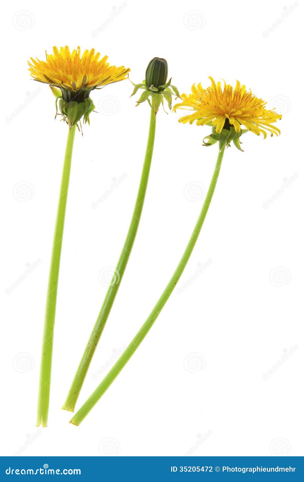 Maskros arkivfoto. Bild av budgie, tusensköna, vild, blad - 35205472