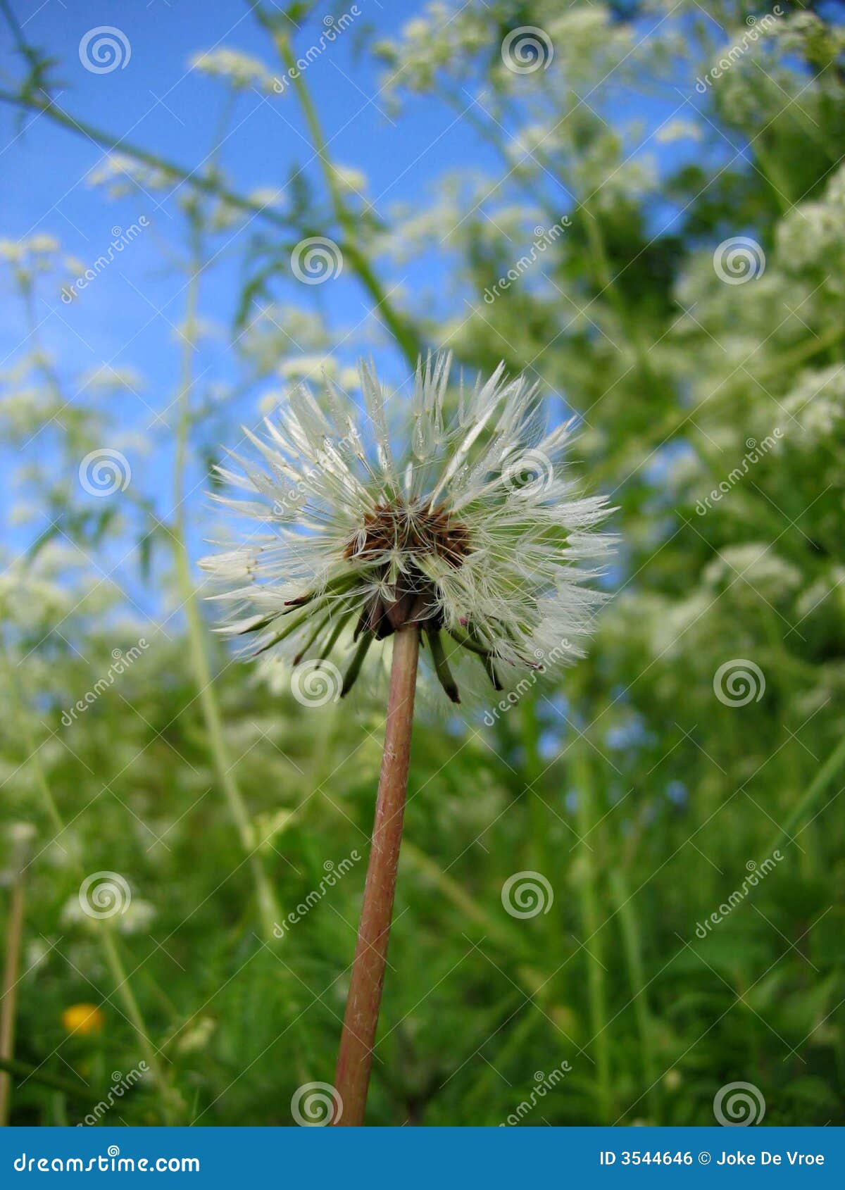 Maskros arkivfoto. Bild av maskros, kant, vild, blomma - 3544646