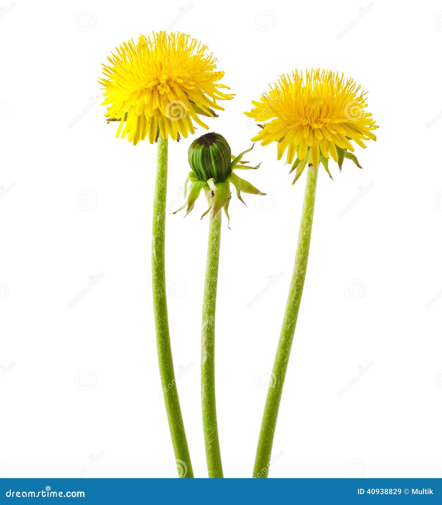 Maskros fotografering för bildbyråer. Bild av växt, blomma - 40938829