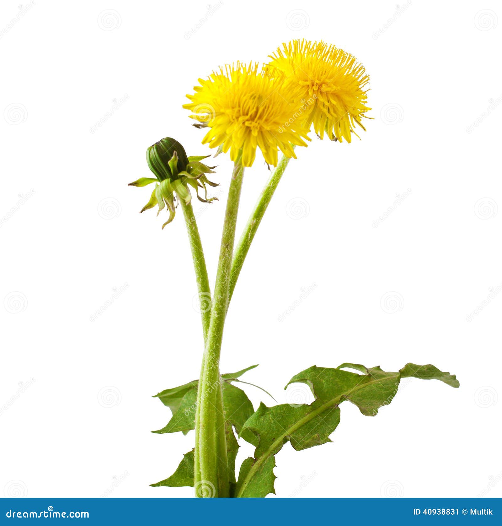 Maskros fotografering för bildbyråer. Bild av blommor - 40938831