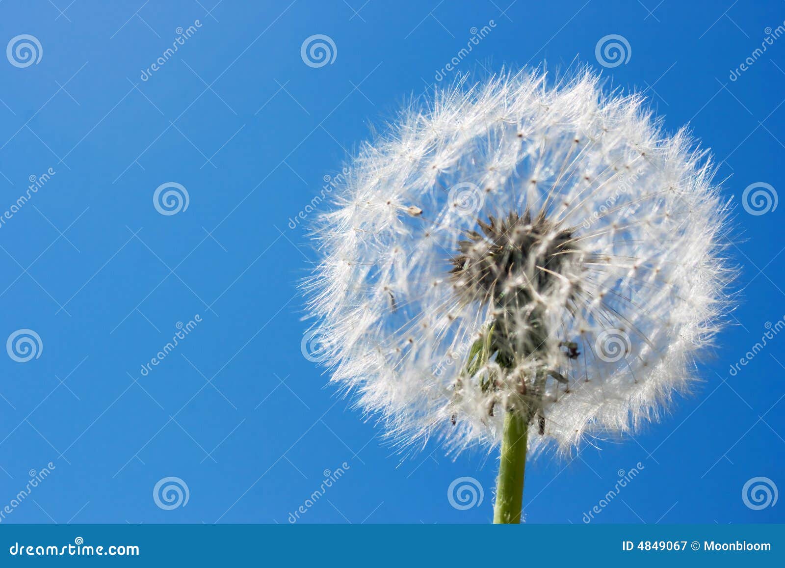 Maskros Bild. Bild: 4849067