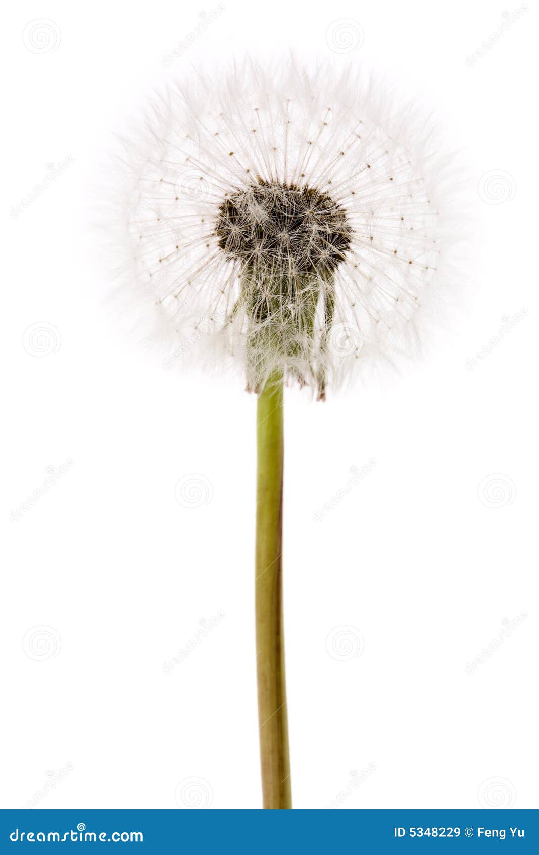 Maskros fotografering för bildbyråer. Bild av floror, växt - 5348229