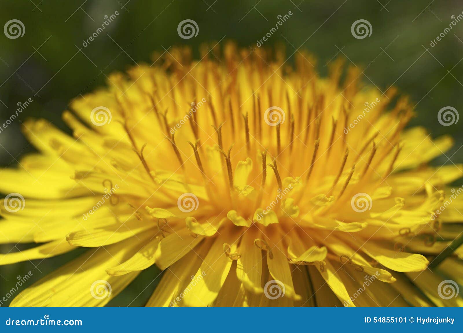 Maskros fotografering för bildbyråer. Bild av makro, löv - 54855101