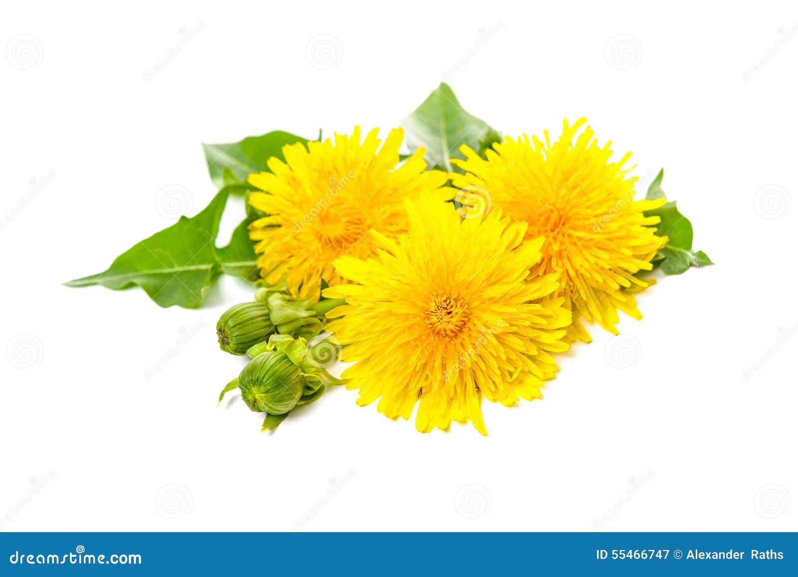 Maskros fotografering för bildbyråer. Bild av hälsa, örtar - 55466747