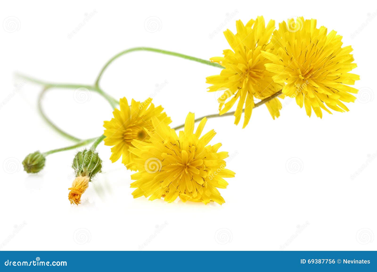 Maskros arkivfoto. Bild av skjutit, kunna, pollen, guld - 69387756