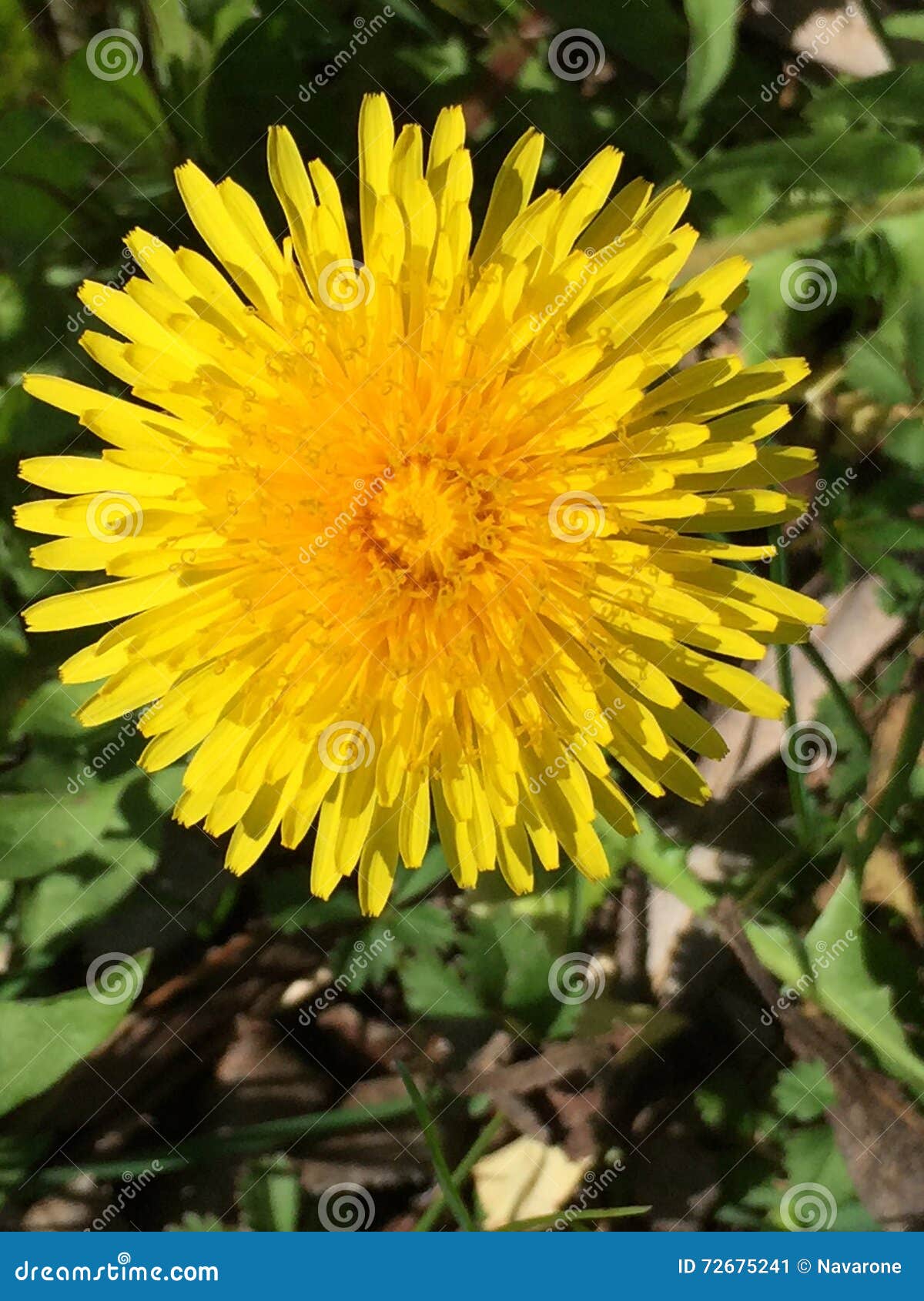 Maskros fotografering för bildbyråer. Bild av maskros - 72675241