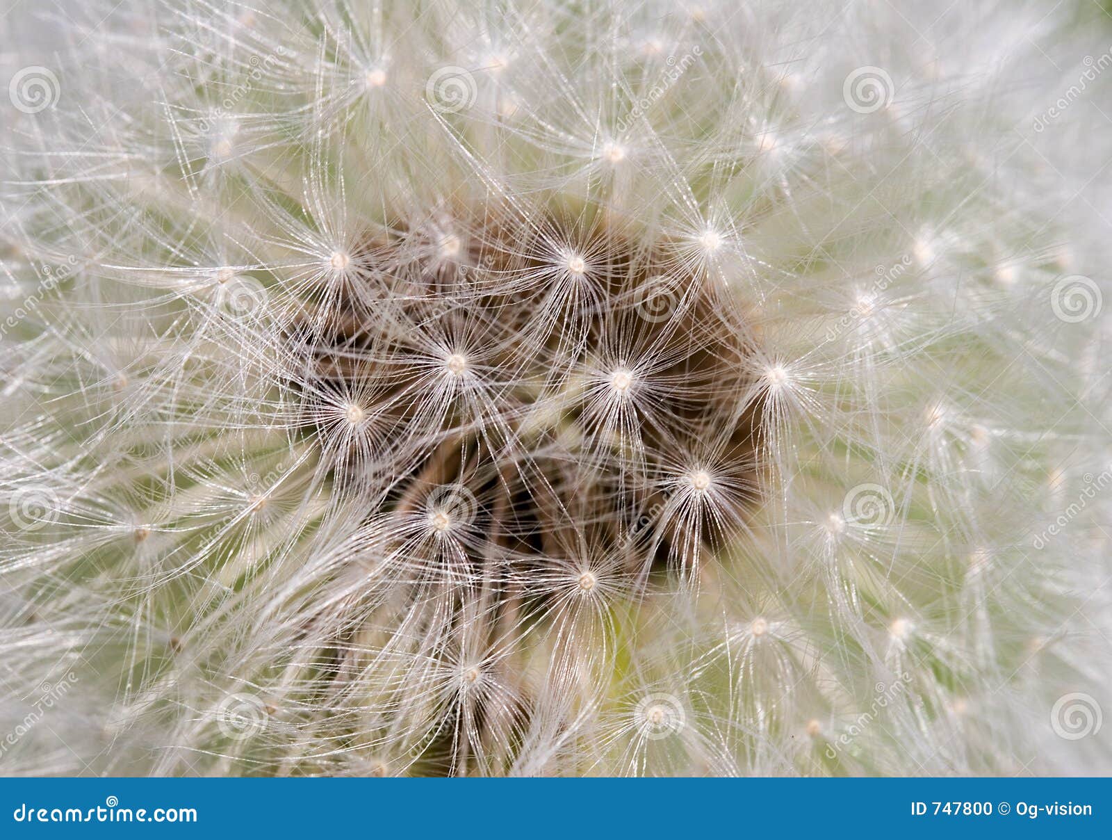 Maskros Bild. Bild: 747800